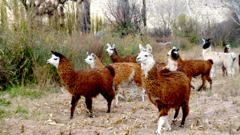 Everything You Need to Know About Llama Wool Home Decor – atacama home