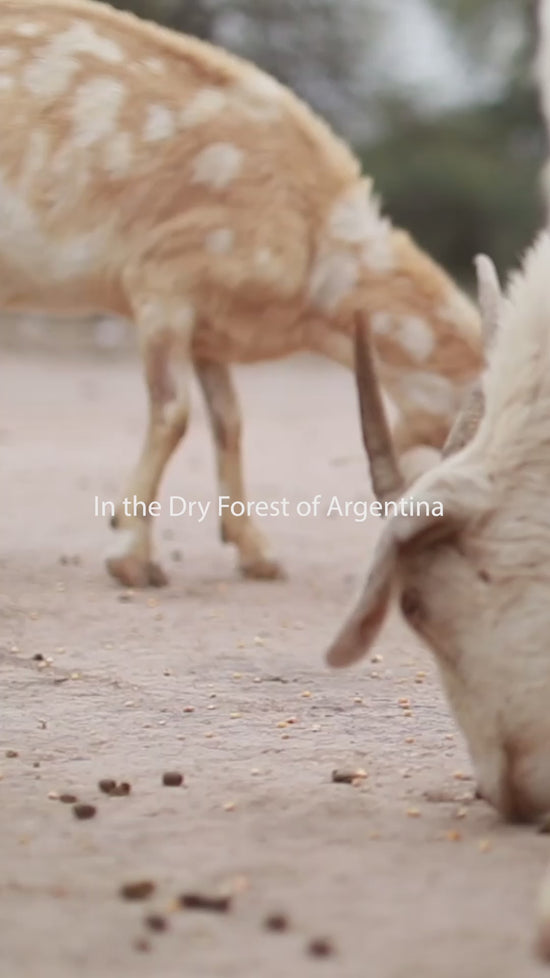 Awanay Crudo White Wool Rug – atacama home